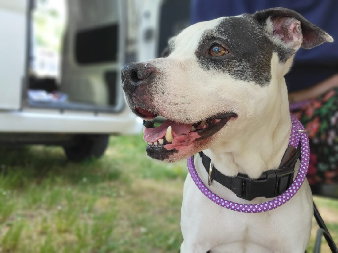 Ohio County Animal Shelter Rabies Clinics Begin Wednesday | News ...